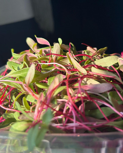 Organic Swiss Chard | Sunshine Sprouts