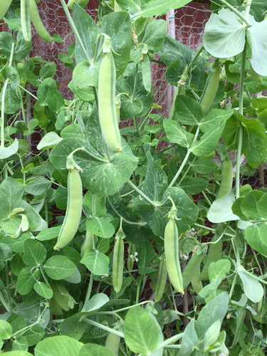 Lord Leicester Tall Pea - Pisum Sativum | The Incredible Seed