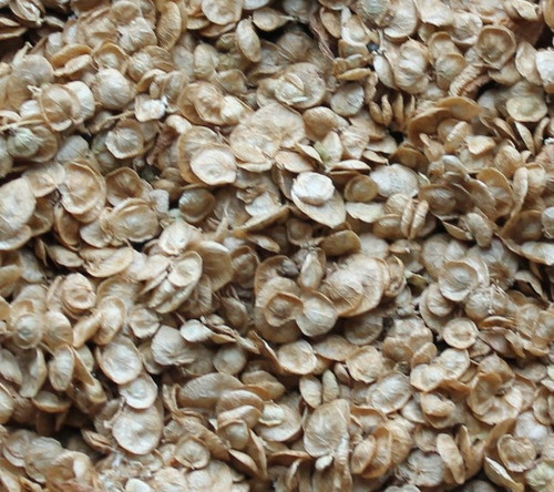 Orach - Atriplex Hortensis | The Incredible Seed