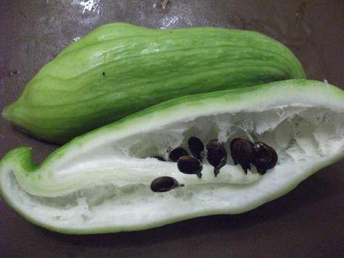 Giant Bolivian Achocha - Cyclanthera pedata | The Incredible Seed