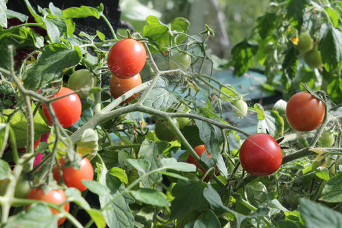 "Whippersnapper" Bush tomato - Solanum lycopersicum | The Incredible Seed