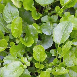 Land cress - Barbarea verna | The Incredible Seed