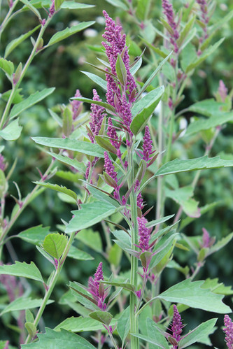 Magenta Spreen - Tree spinach - Chenopodium giganteum | The Incredible Seed