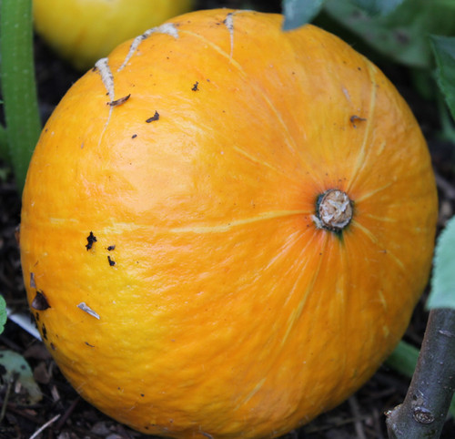 Uchiki Kuri Squash - Cucurbita maxima | The Incredible Seed