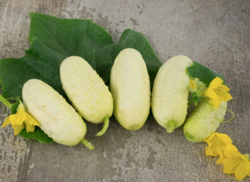 Miniature White cucumber - Cucumis Sativus | The Incredible Seed