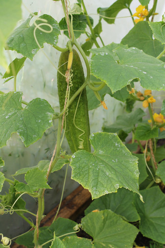 Cucumber "Perfection" - Cucumis sativus | The Incredible Seed