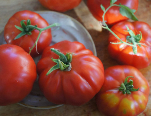 "Muchamiel" Tomato - Solanum lycopersicum | The Incredible Seed
