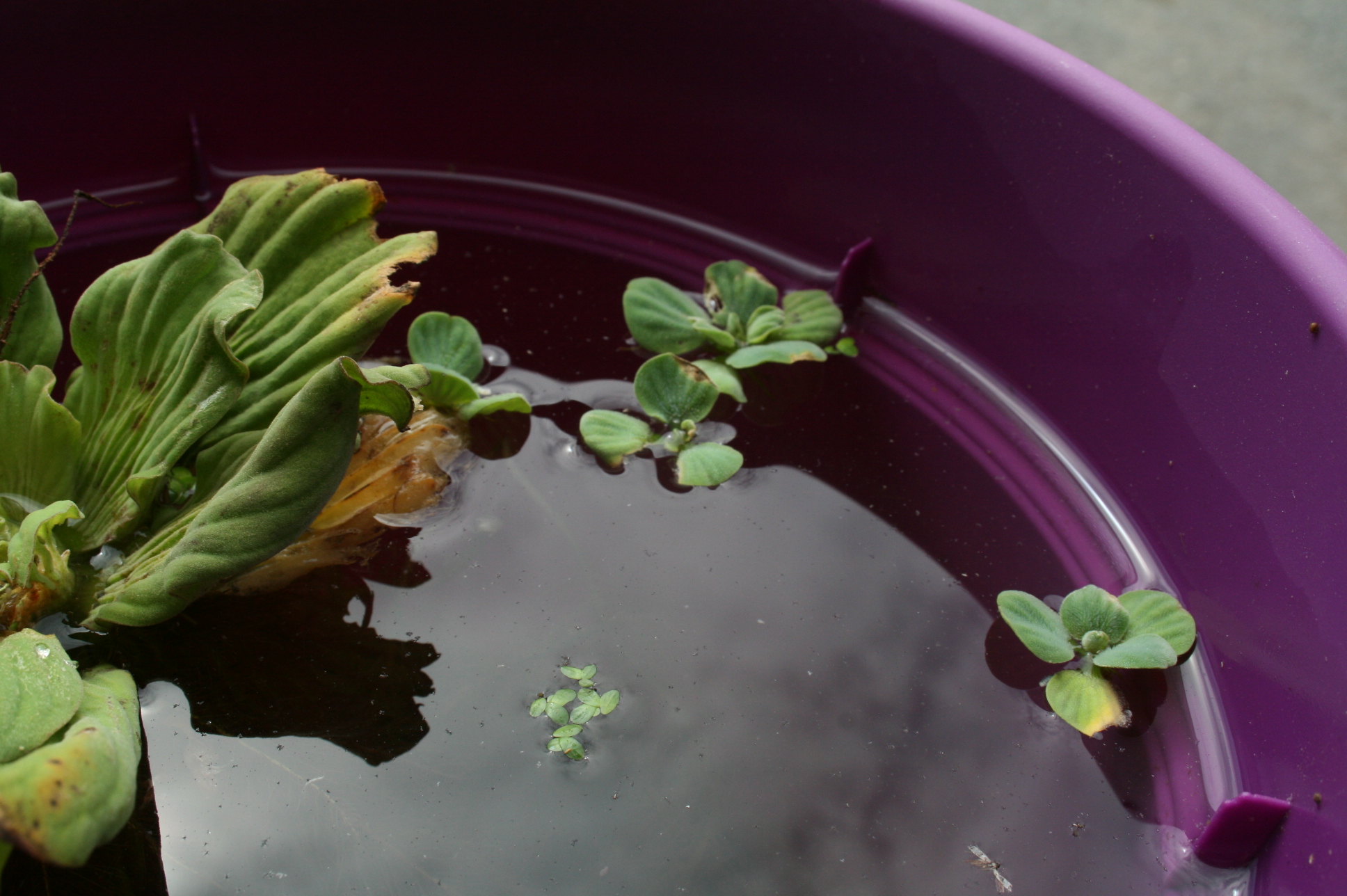 Last Place on Earth Pet Shop | Fish