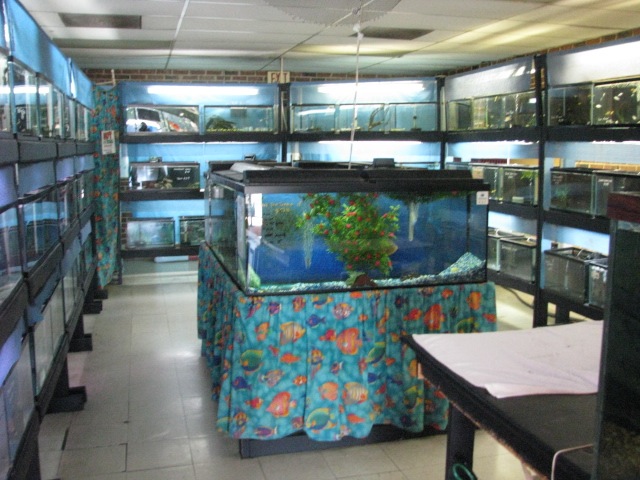 Last Place on Earth Pet Shop | Fish