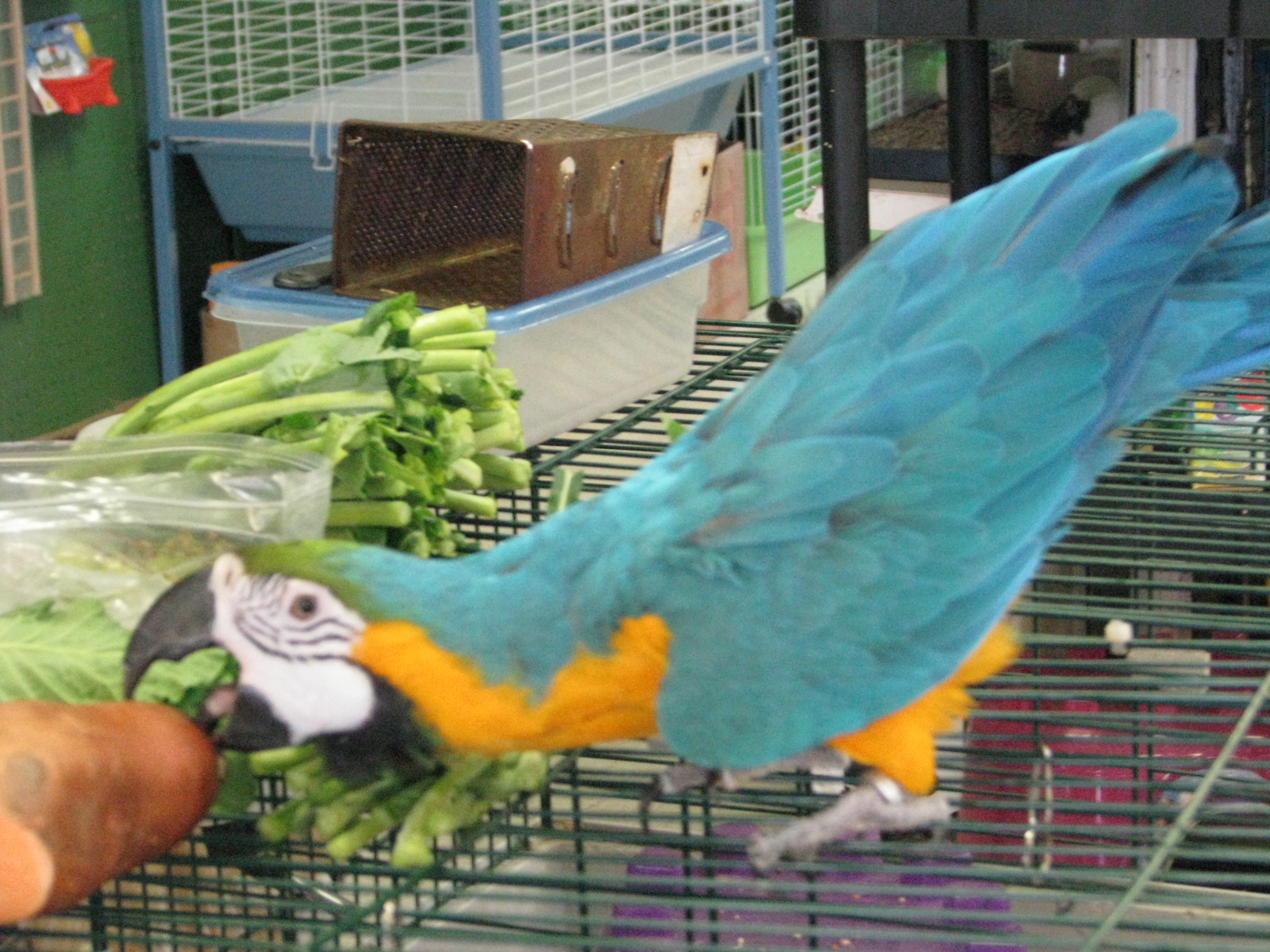 Last Place on Earth Pet Shop | Photos