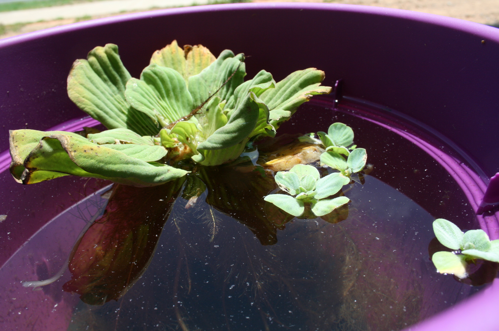 Last Place on Earth Pet Shop | Fish