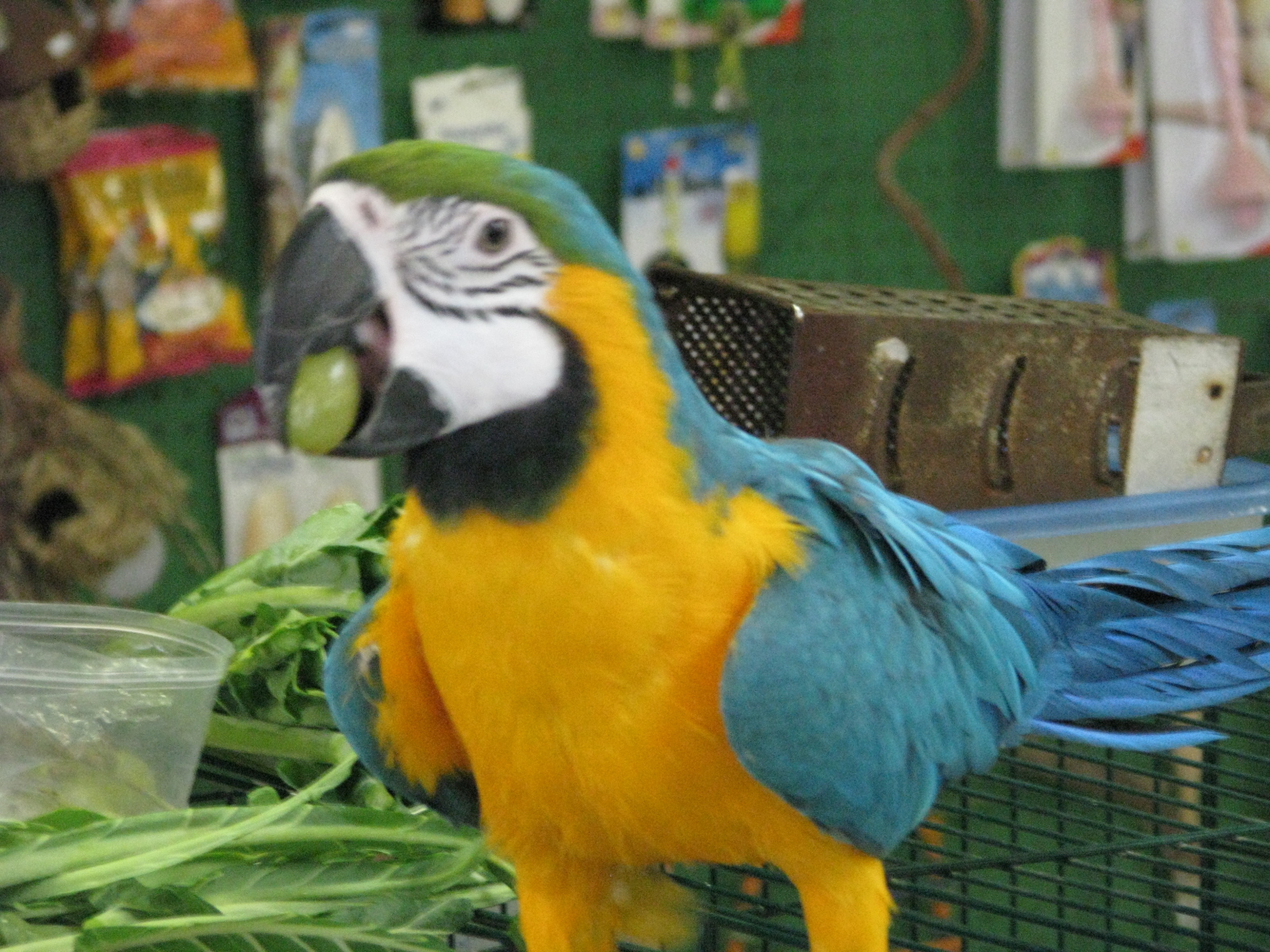 Last Place on Earth Pet Shop | Photos