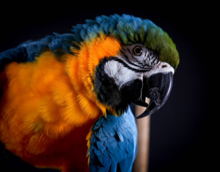 Last Place on Earth Pet Shop | Photos