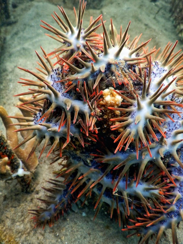 Coral restoration in Kenya | Reefolution Foundation
