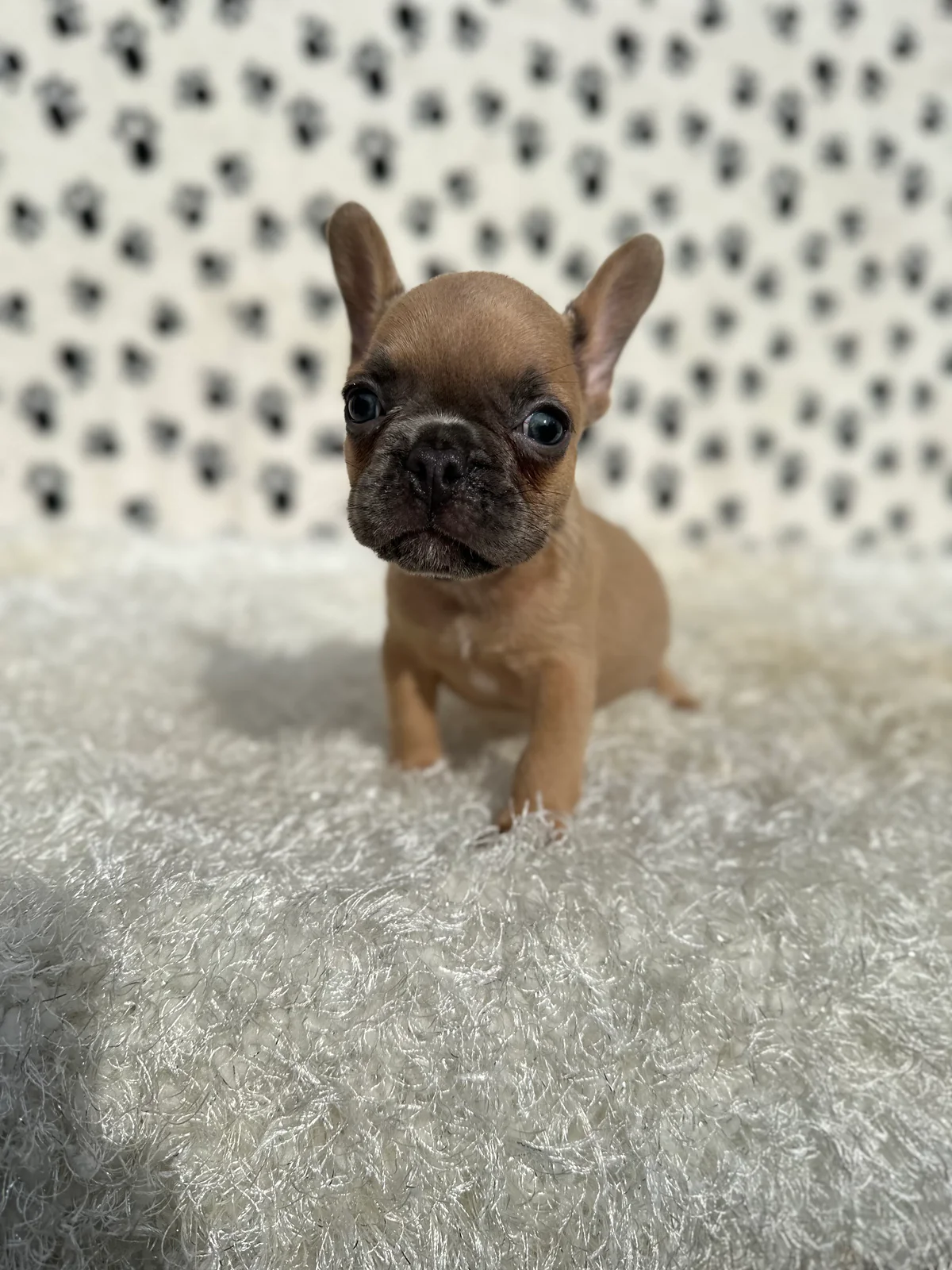 Blue Fawn French Bulldog in Florida | FrenchBulldog.com