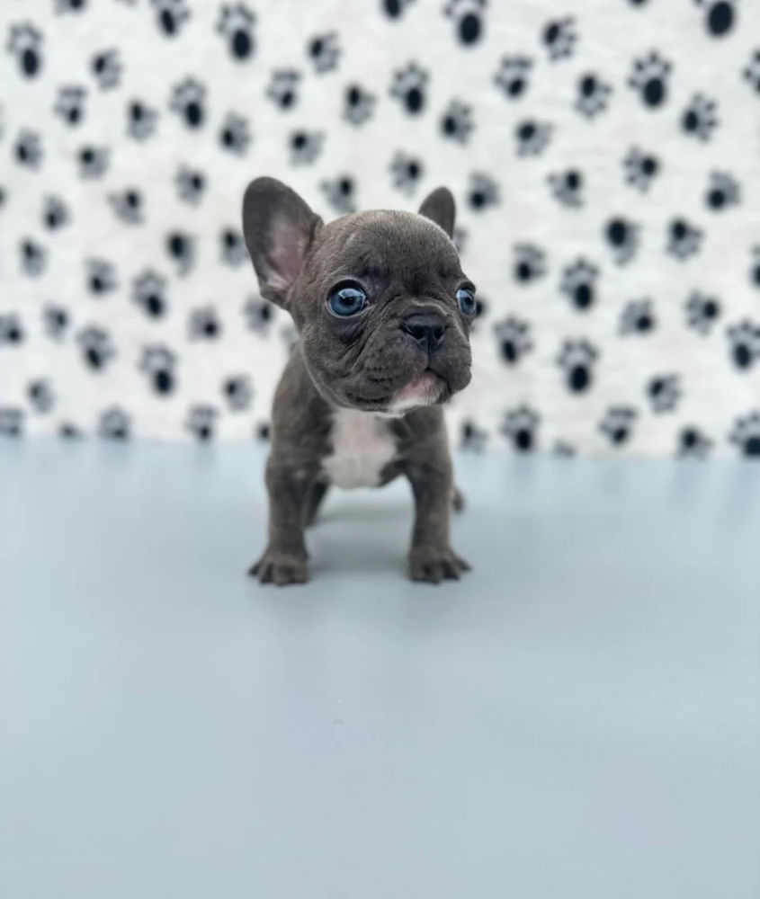Blue Brindle Frenchie in Jacksonville | FrenchBulldog.com