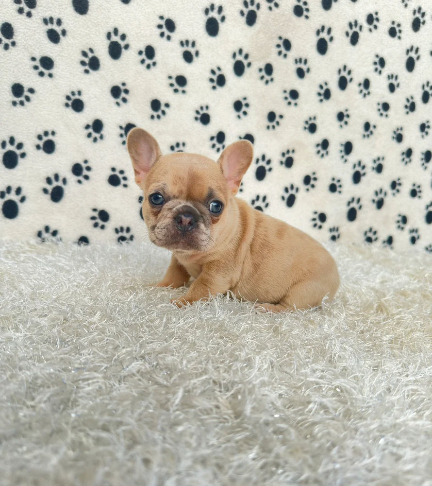 Fawn Merle French Bulldog Female in Florida | FrenchBulldog.com