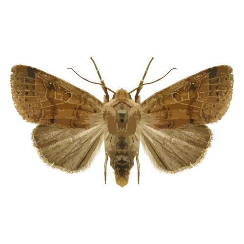 Agrotis fucosa | Pherobio Technology