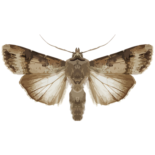 Agrotis ipsilon | Pherobio Technology