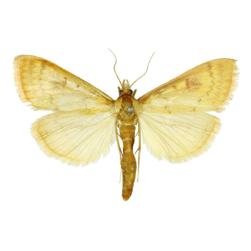 Ostrinia furnacalis | Pherobio Technology