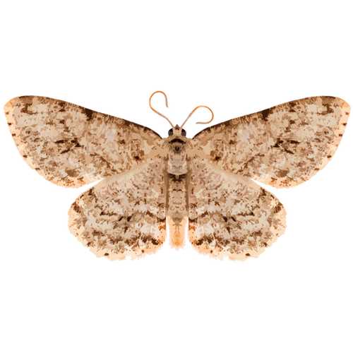 Ectropis obliqua | Pherobio Technology