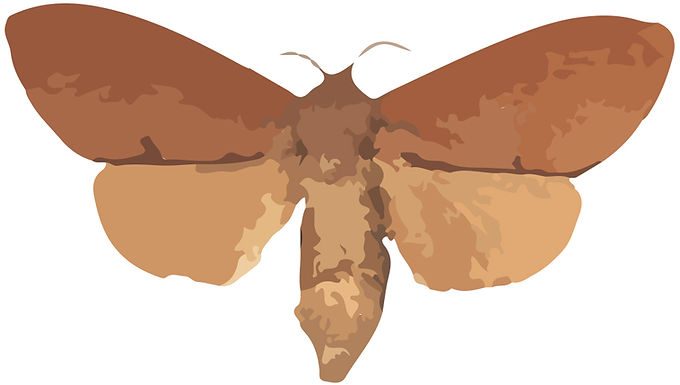 dendrolimus-punctatus