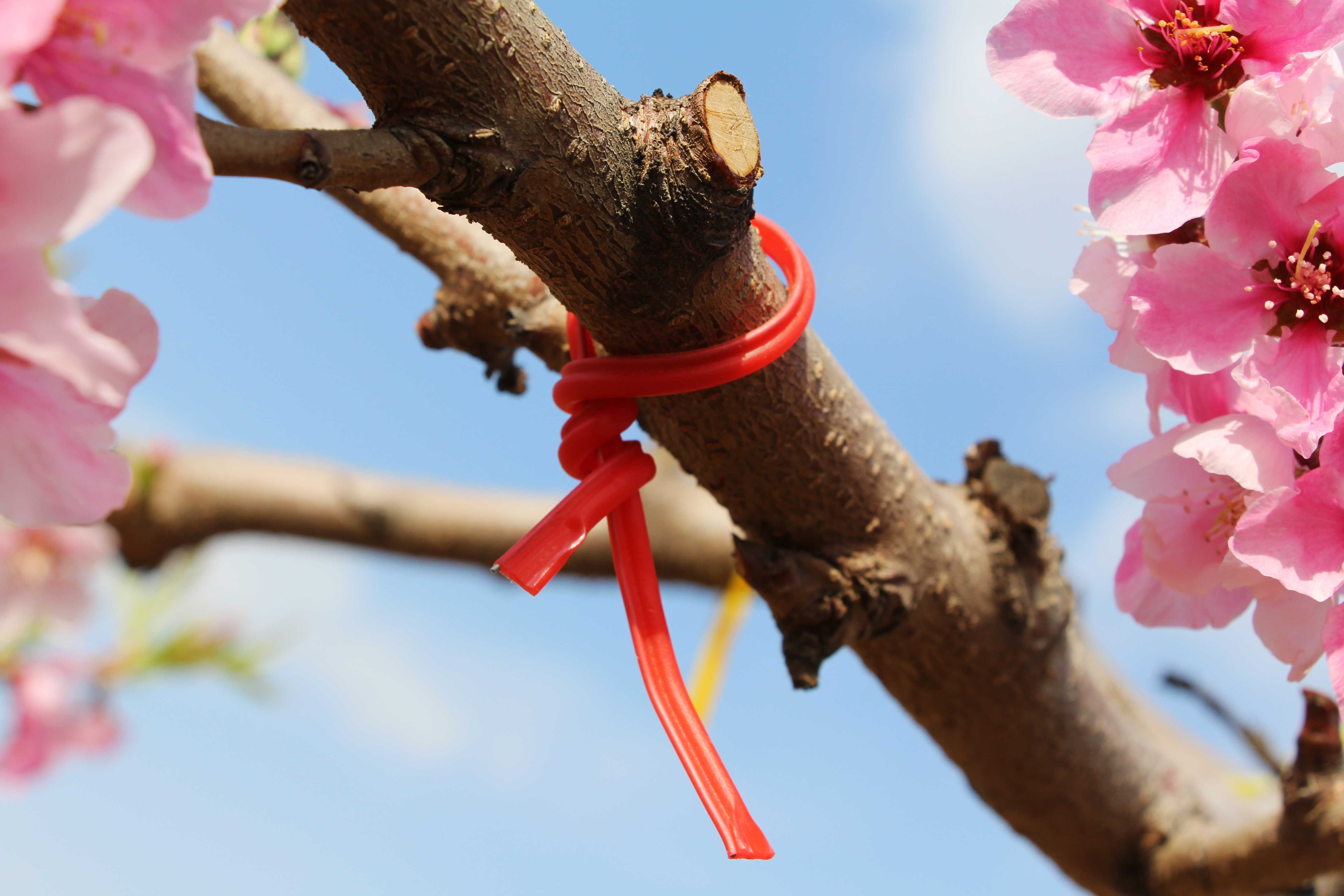 Mating Disruption | Pherobio Technology