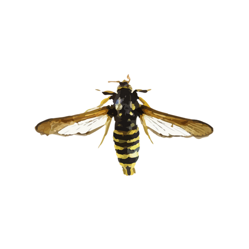 Paranthrene tabaniformis | Pherobio Technology