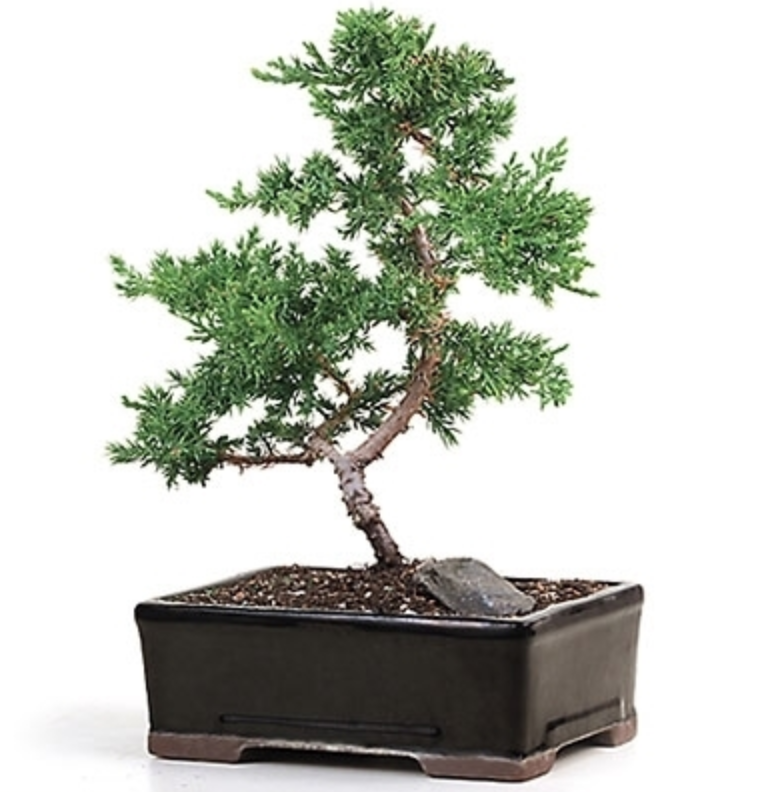 5 KEY ELEMENTS TO START YOUR ZEN GARDEN