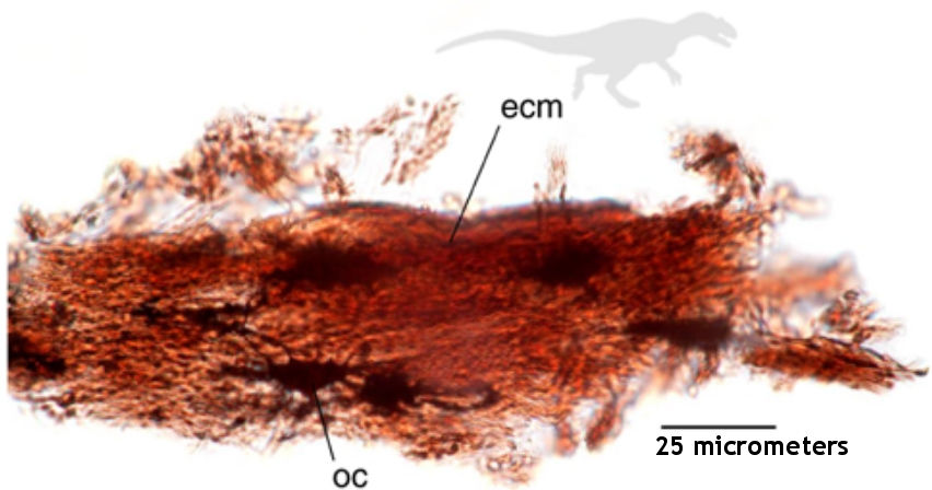 Blood Vessels & Hemoglobin | The Dinosaur Project