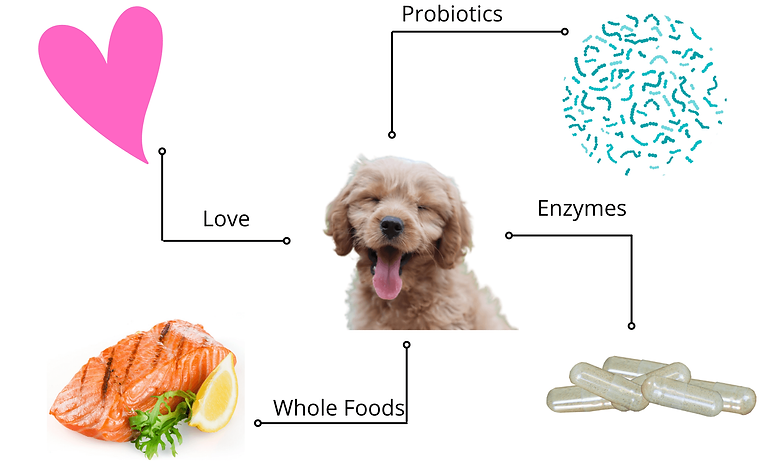 DogIBS NaturoPAWthic Healing | natural healing for dogs with irritable ...