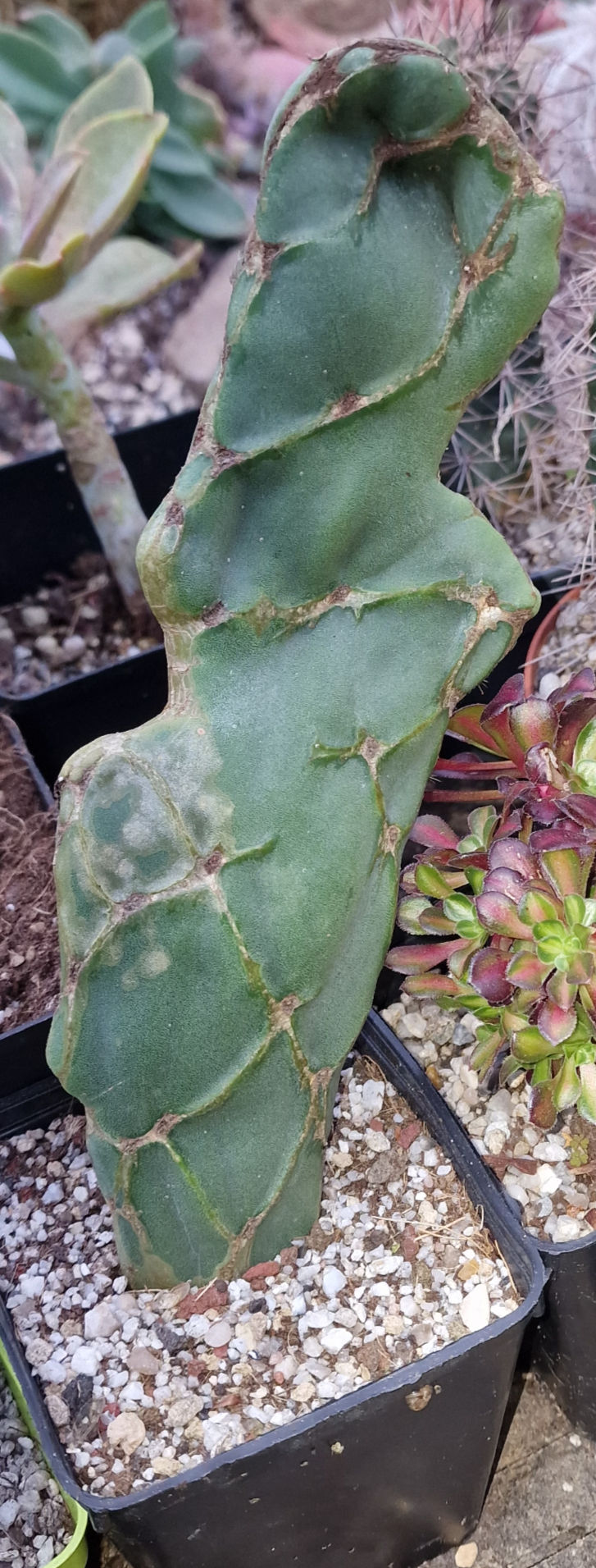Opuntia reticulata cobra | Lydie Garden