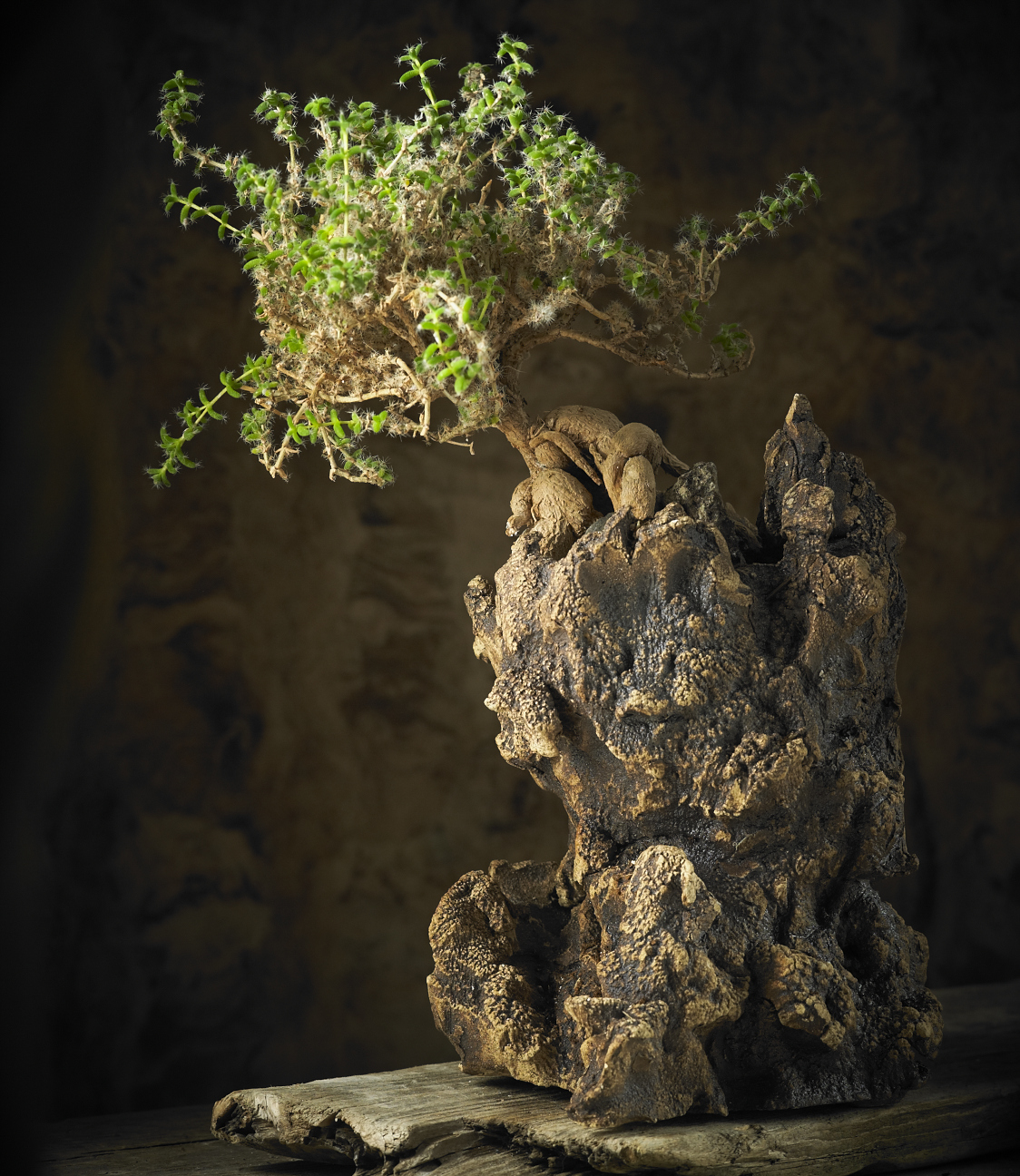 My staged pots | markfollon