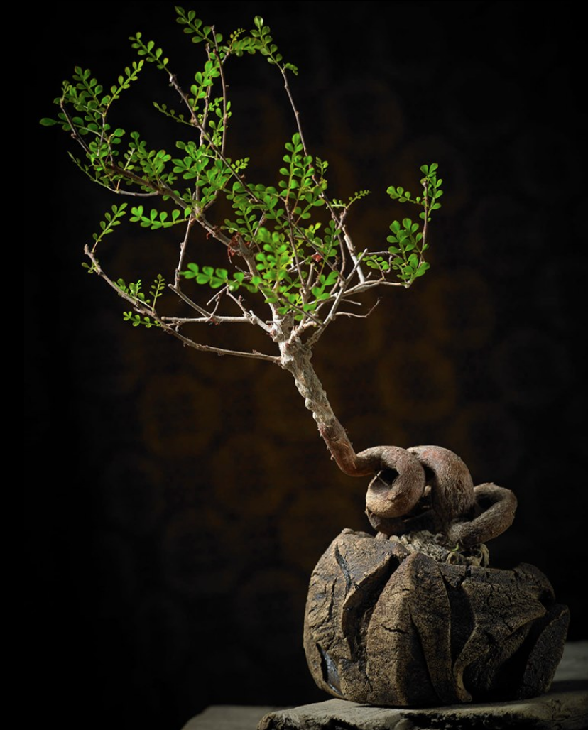 My staged pots | markfollon