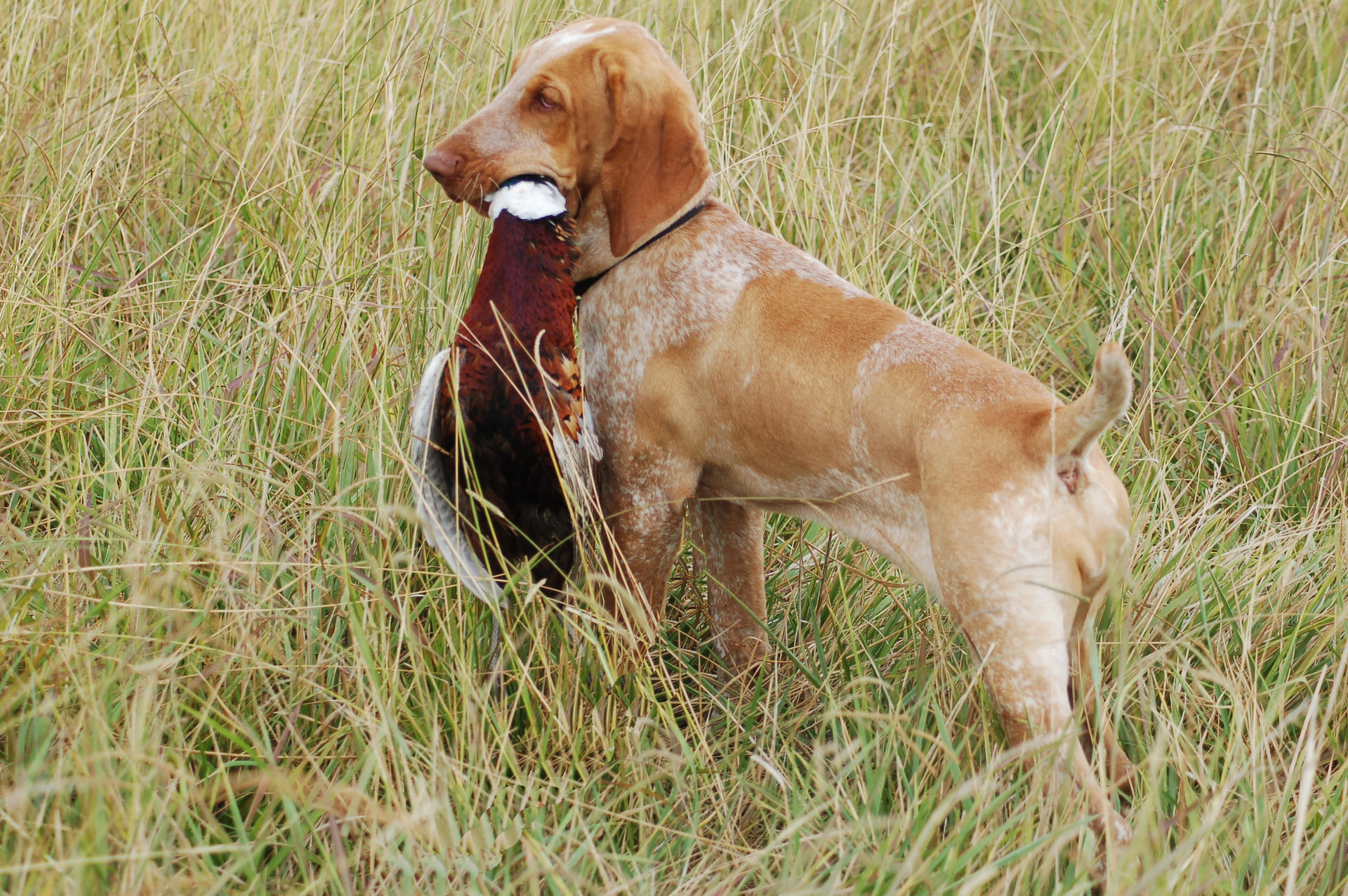 Riverbend Braccos, Bracco Italiano, Italian Bracco