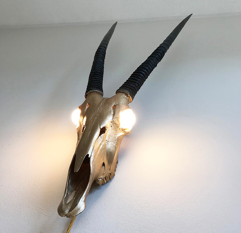 Gemsbok Oryx illuminated skull