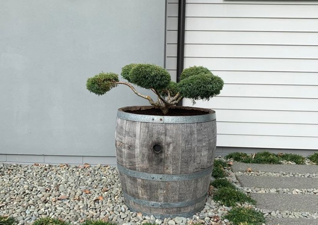 Gallery | Statement Trees