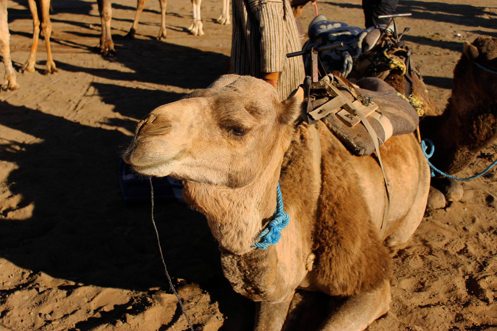 Grumpy Camel | A Travel Blog