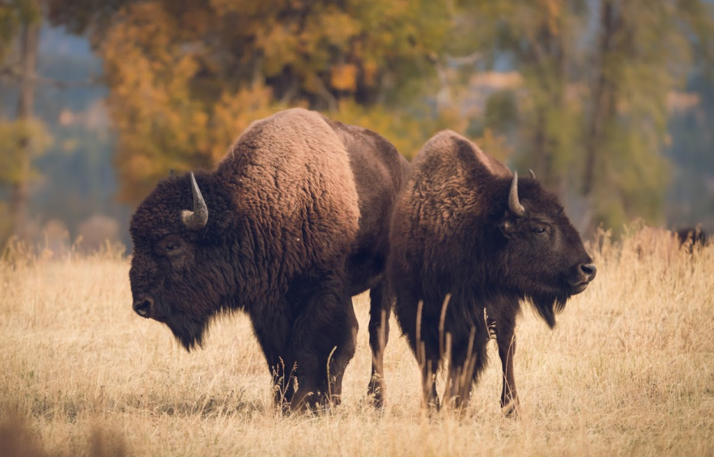 Native American Fauna | thehenleyschoolofart