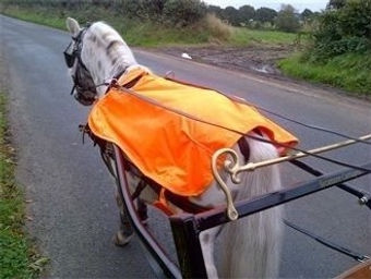 Pony Carriage Driving Exercise Sheet | Not Just Horses