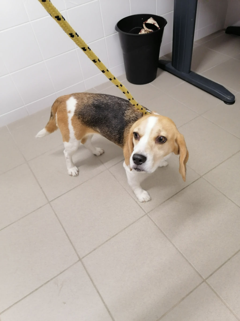 Animaux perdus-trouvés - Toutou Finder