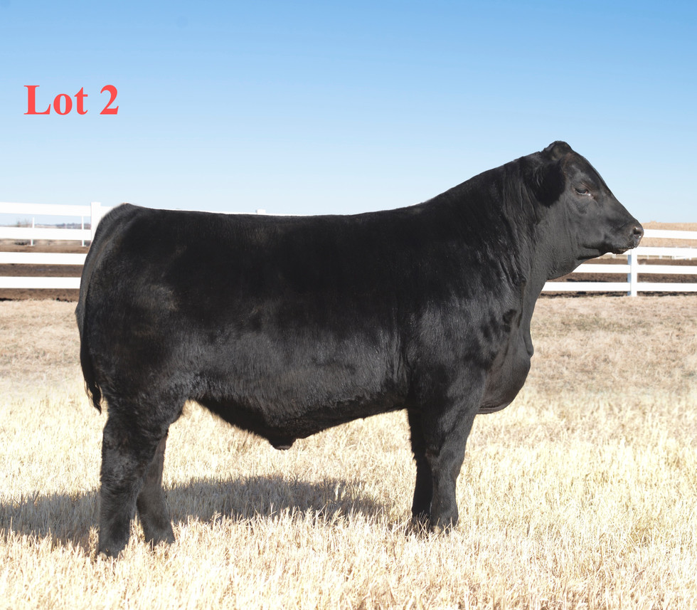 BULL SALE | herbsterangus