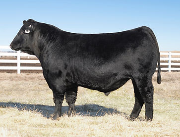 Herbster Angus Farms, Registered Angus Cattle Falls City, NE