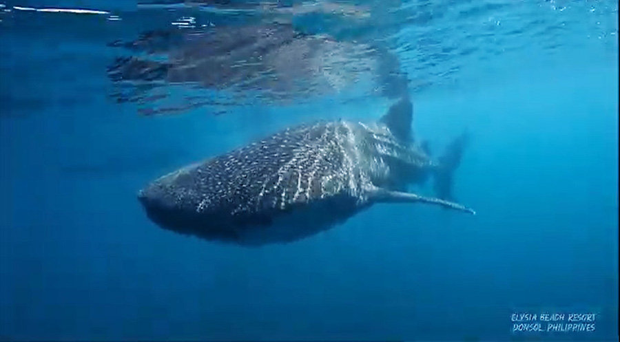 IN FARAWAY DONSOL: Butanding season: Whale sharks seen
