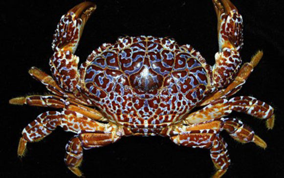 BFAR warns on poisonous crab