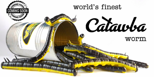 World's Finest Catawba Worm TM | catchoutdoors