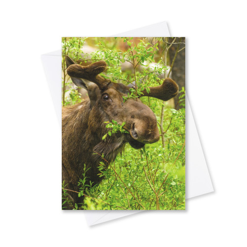 Munching Moose Greeting Card | Goat & Gopher