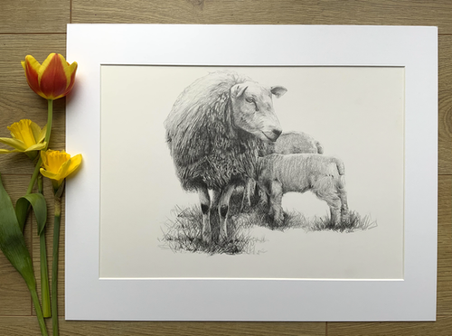 Sheep original pencil drawing | 'Contentment' | ClaireSomervilleArt