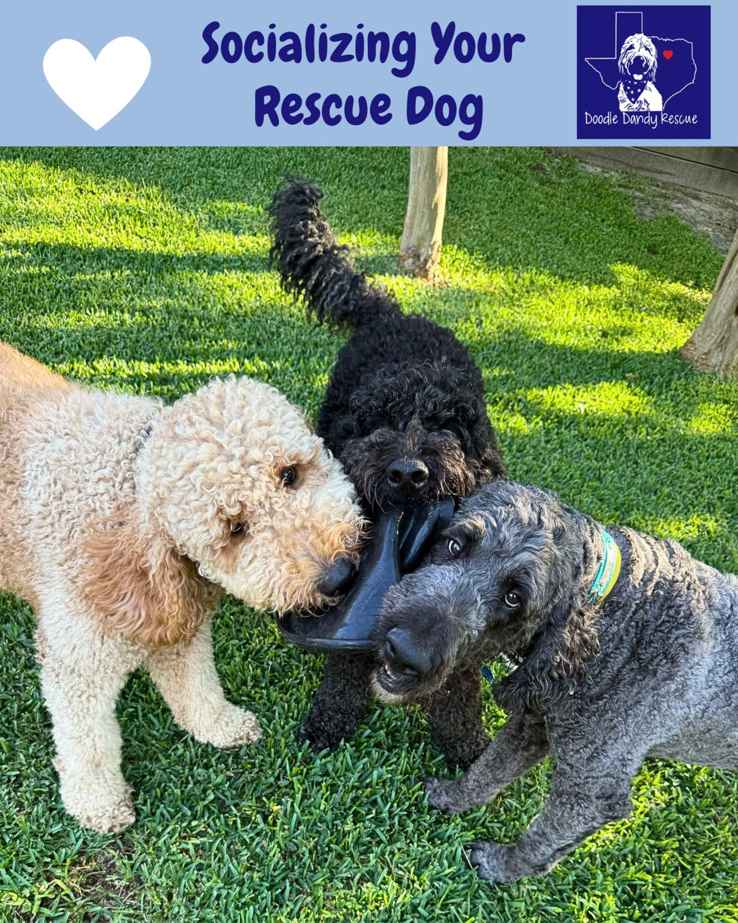 Socializing Your Rescue Dog: From Nervous to Confident