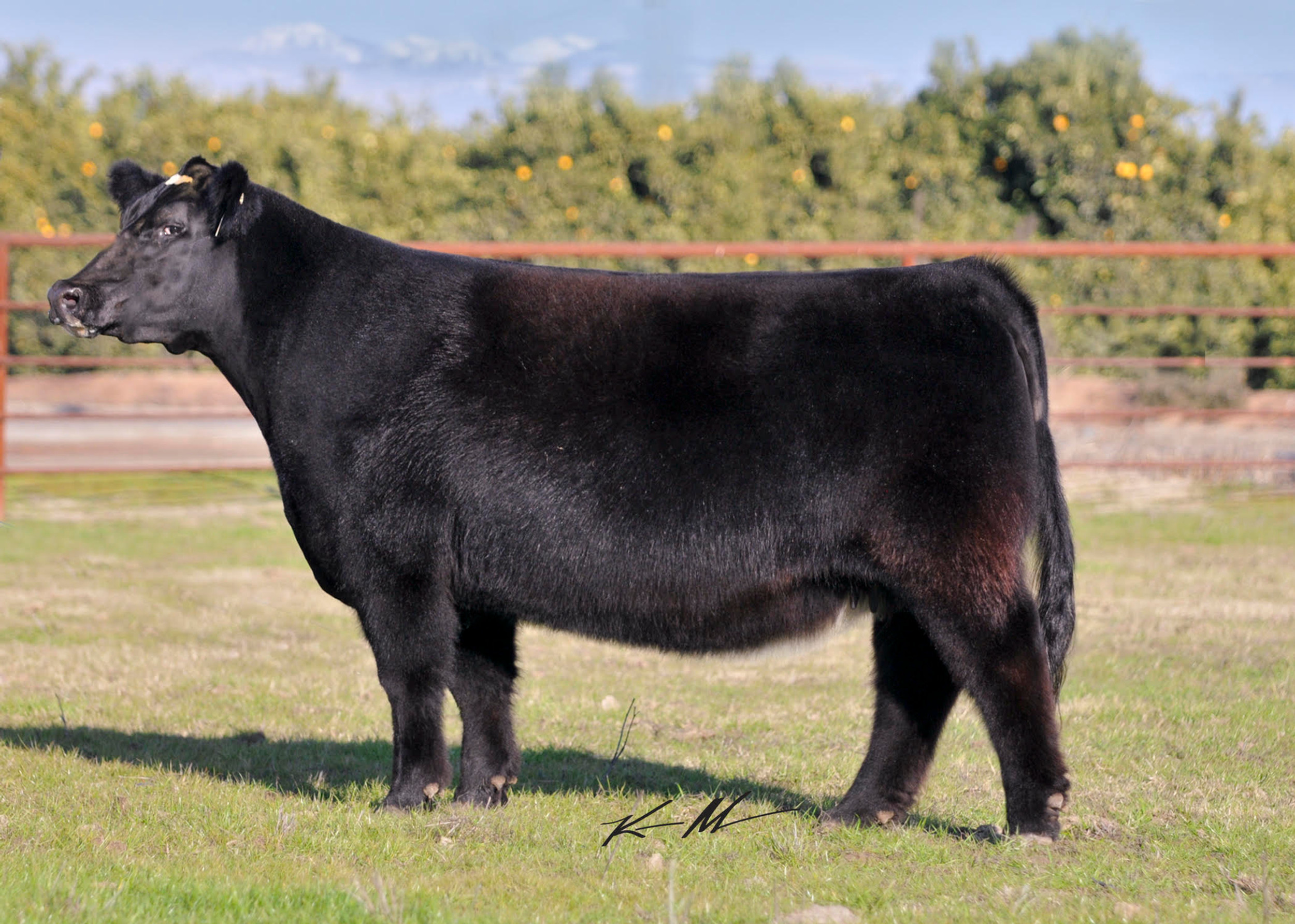 Fair Cattle | Donors